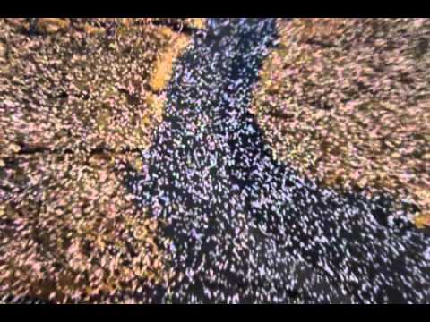 De schepping in beeld (Genesis 1) - YouTube