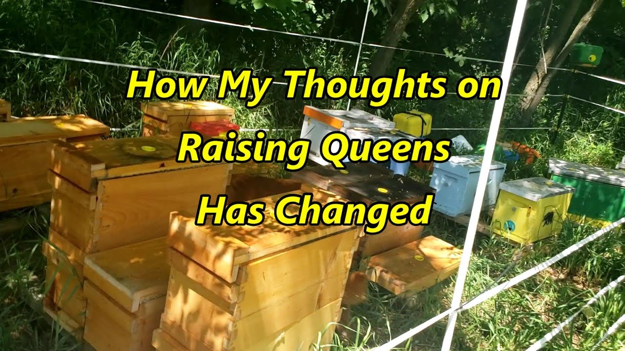 How My Thoughts on Raising Queens Has Changed - YouTube