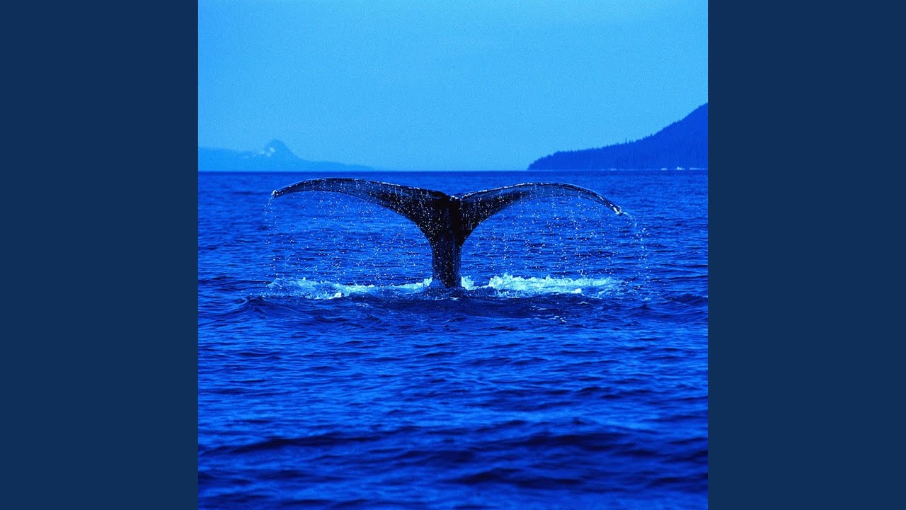 Crying whale - YouTube