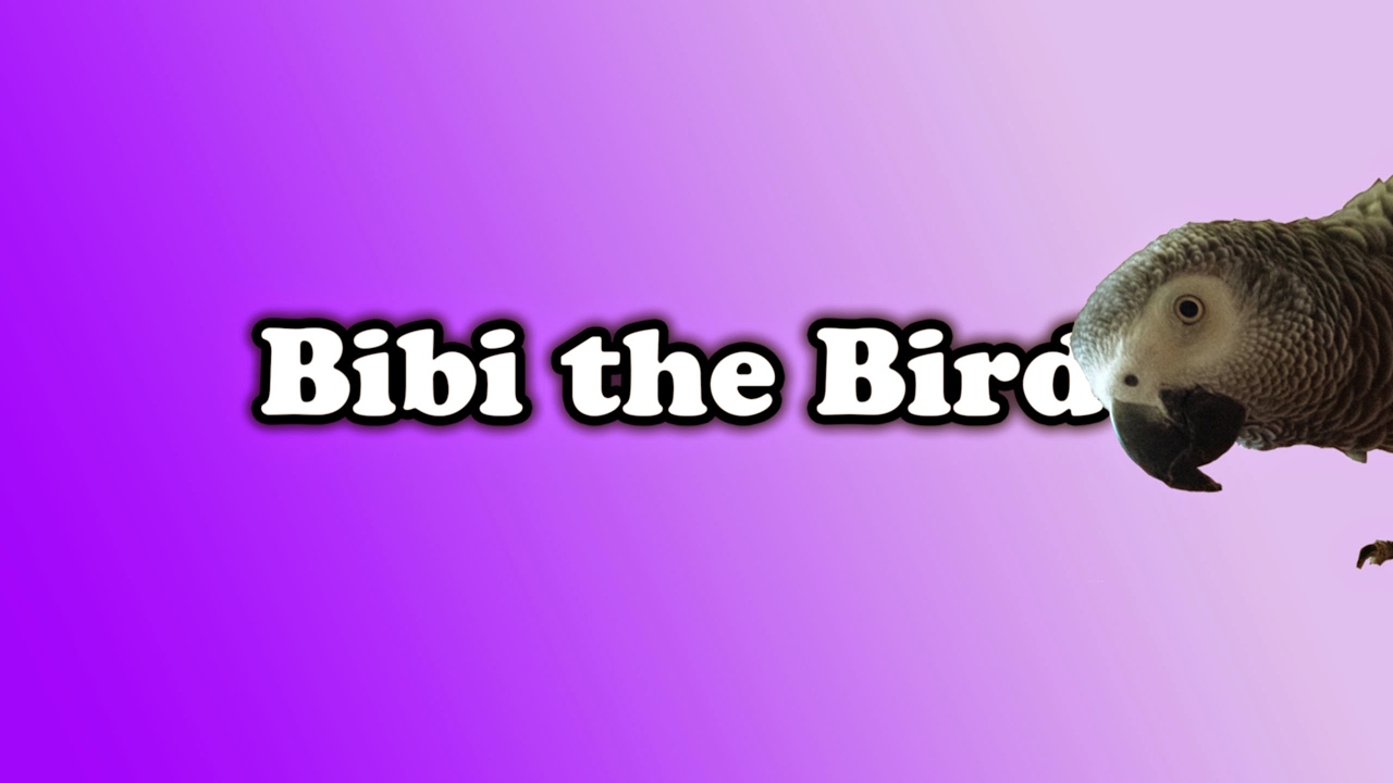 Bibi the Bird Live Stream - YouTube