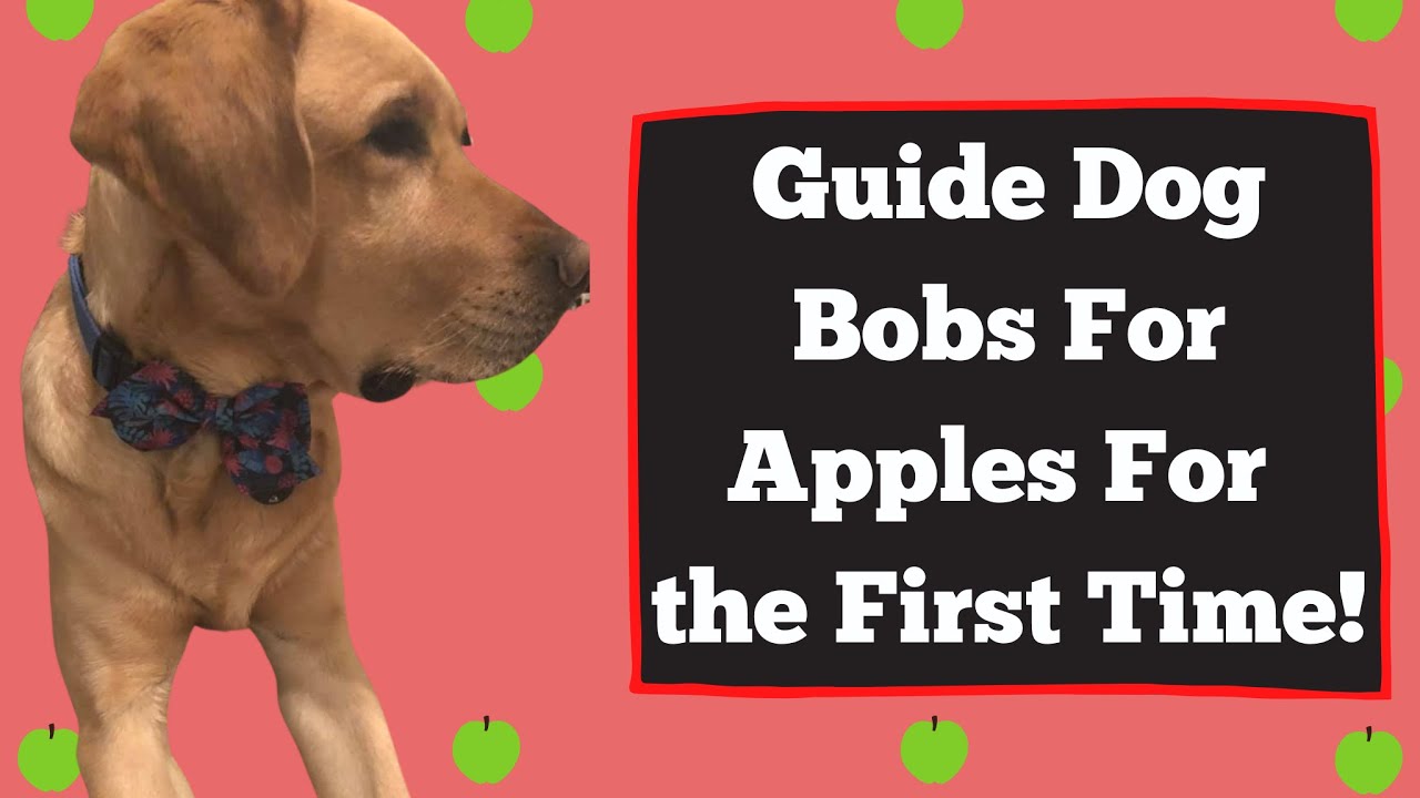 Dog Bobbing For Apples - YouTube