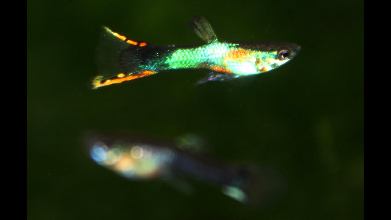 HB Green Metallic Endler - My new strain [HD] - YouTube