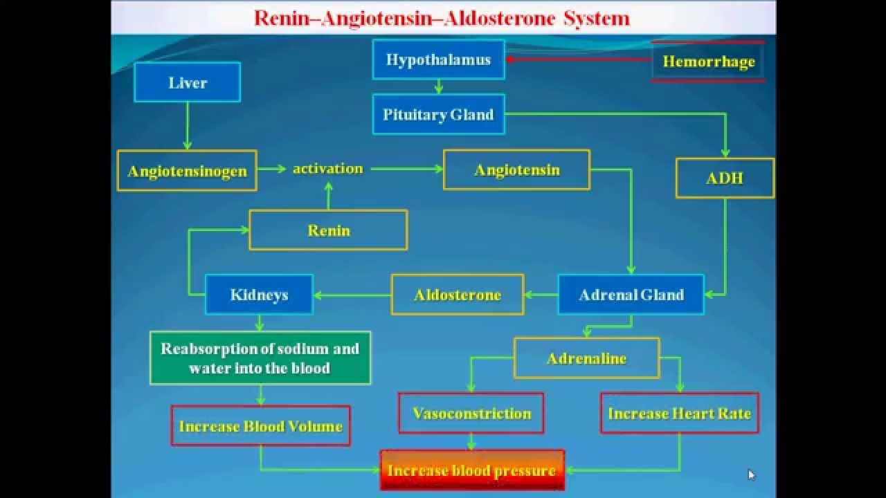 Renin–Angiotensin–Aldosterone System - YouTube