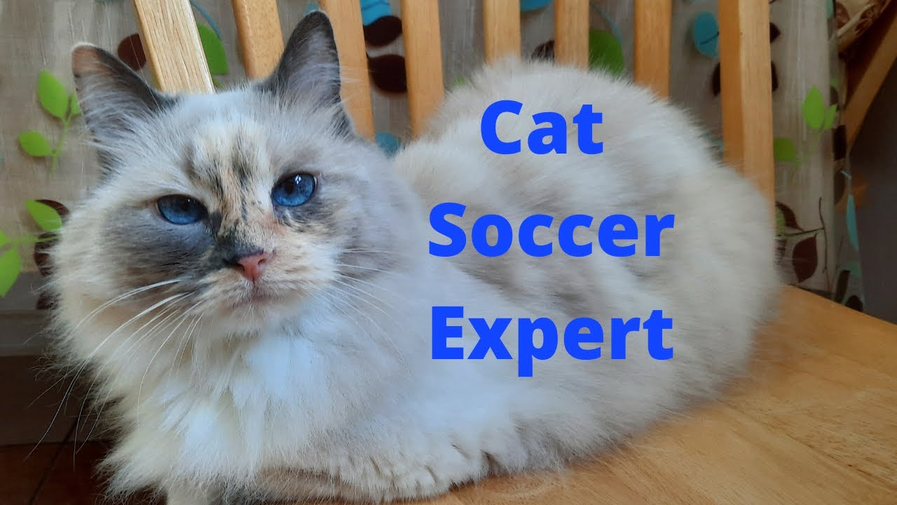 Cat kicked every ball during soccer drill then yawned | 4K - YouTube
