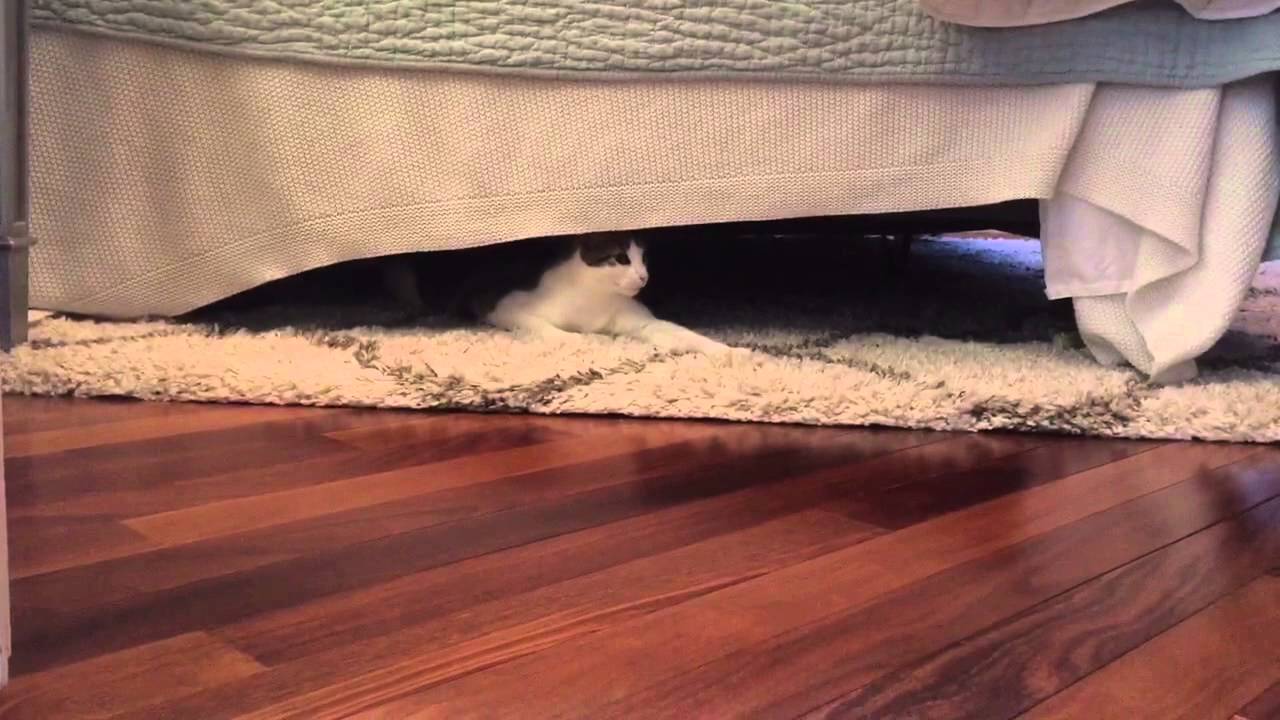 How To Get Your Cat Out From Under The Bed YouTube how-to-get-your-cat-out-from-under-the-bed-youtube