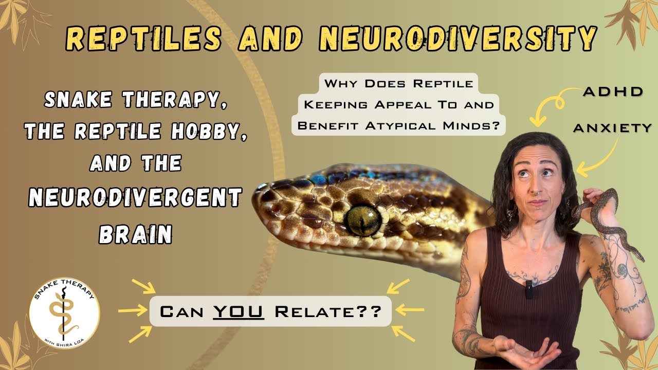 Snake Therapy For ADHD: Exploring Neurodiversity and The Reptile Hobby ...