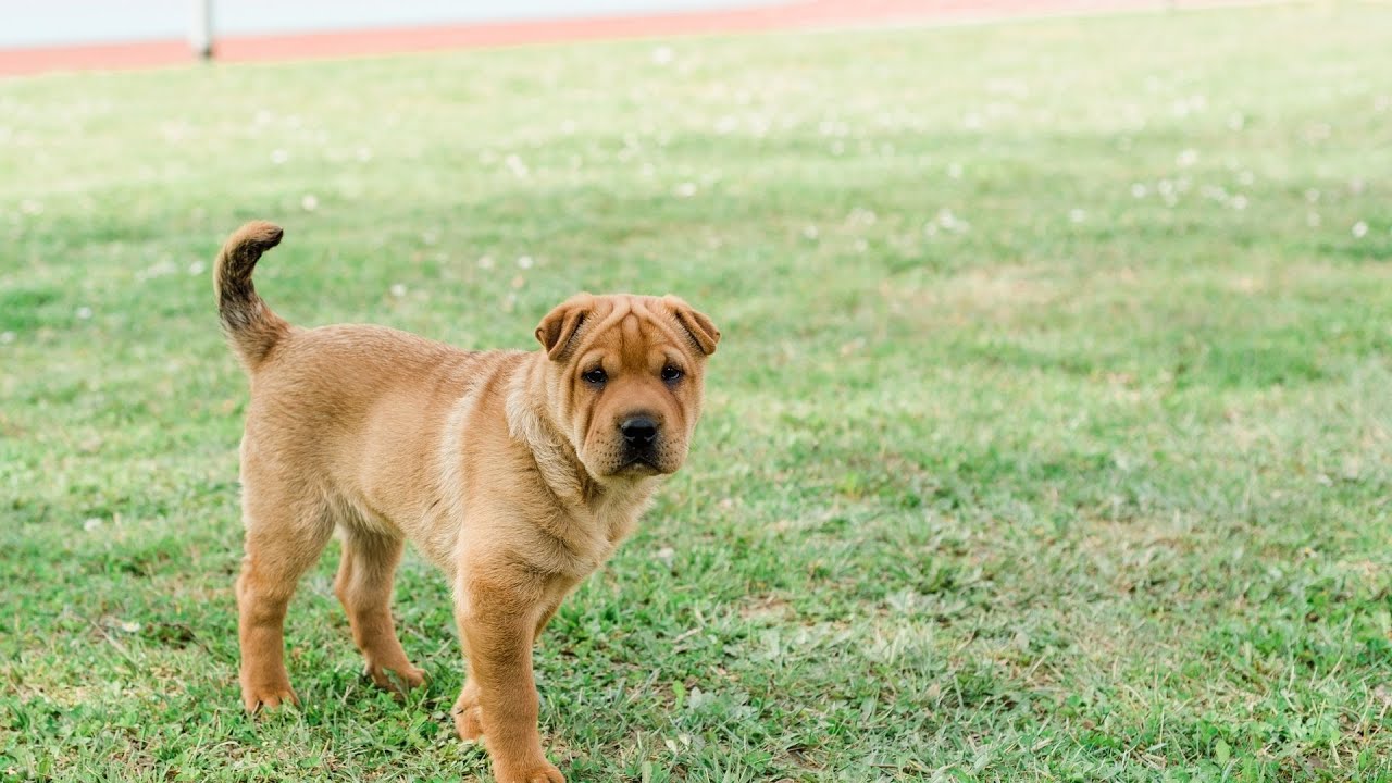 How to Train Your Chinese Shar-Pei for Law Enforcement Work - YouTube