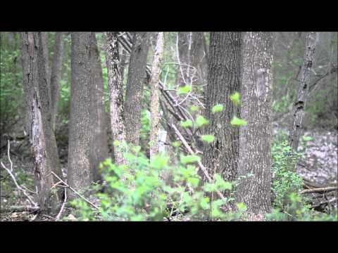 Tracking the Albino White Deer