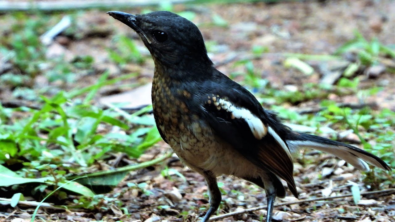 Juvenile Oriental Magpie Robin looking for food - YouTube