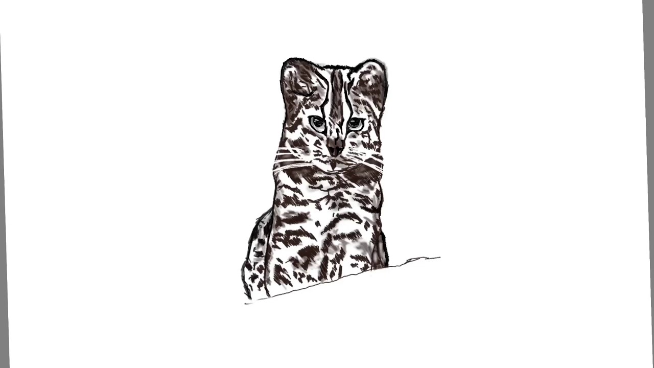Sketchbook draw a Taiwan leopard cat reverse by iPad Pro - YouTube
