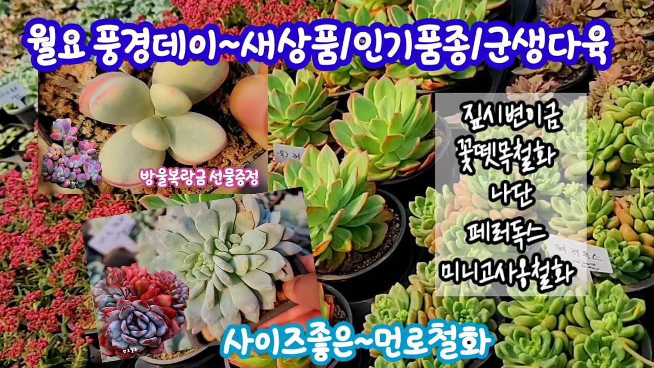 월요일은 풍경데이~오늘은 먼로철화최저가격 방울복랑금을 선물증정🎁 새로운품종들 군생다육들로 나단 꽃뗏목철화 러우생얼등