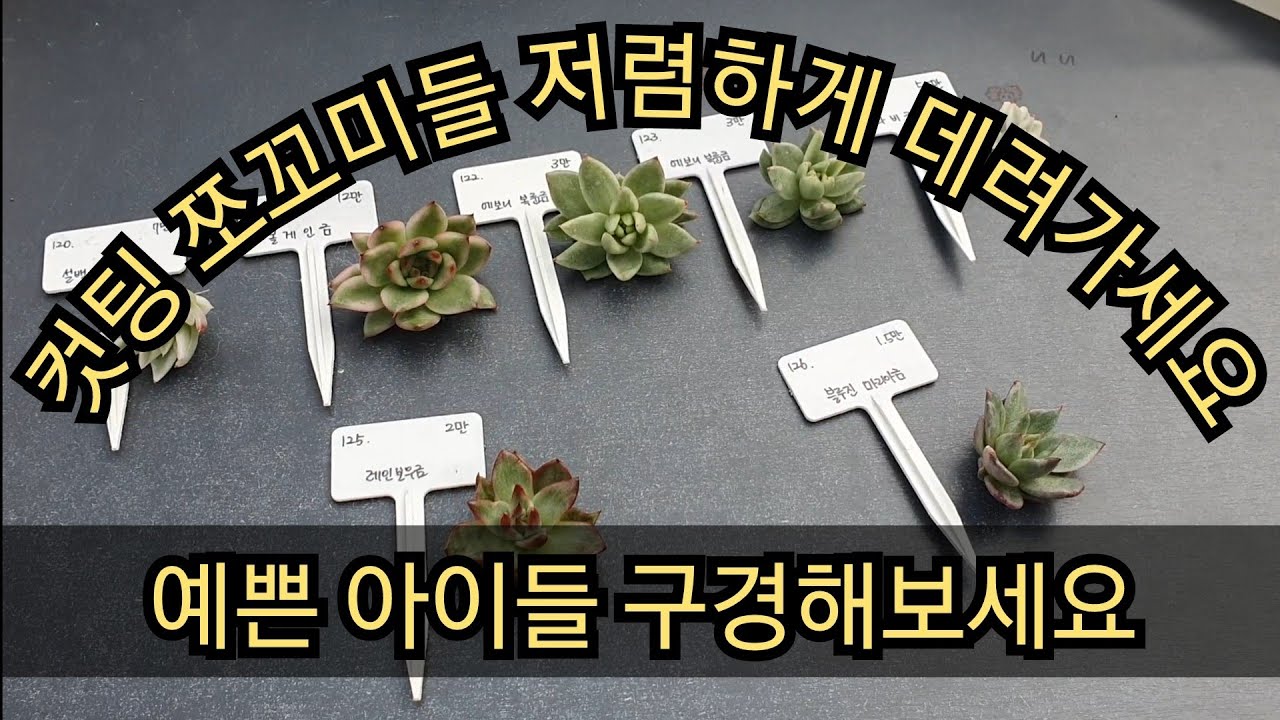1월 9일 컷팅 아이들 또 올려드려요 구경해보세요 다육 다육이금 다육이 다육식물 다육이키우기 금다육 Youtube