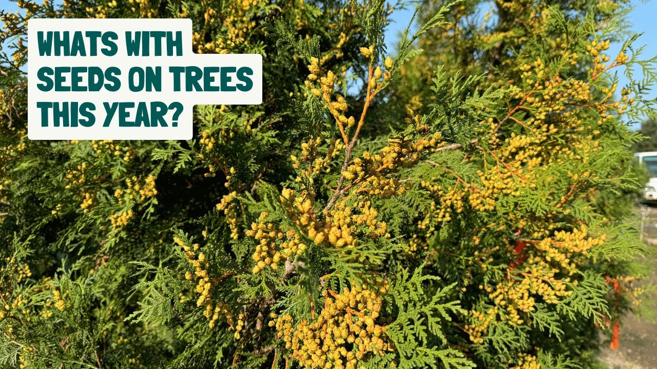 Important Information about Seeds on Arborvitaes, Oaks and other Trees ...