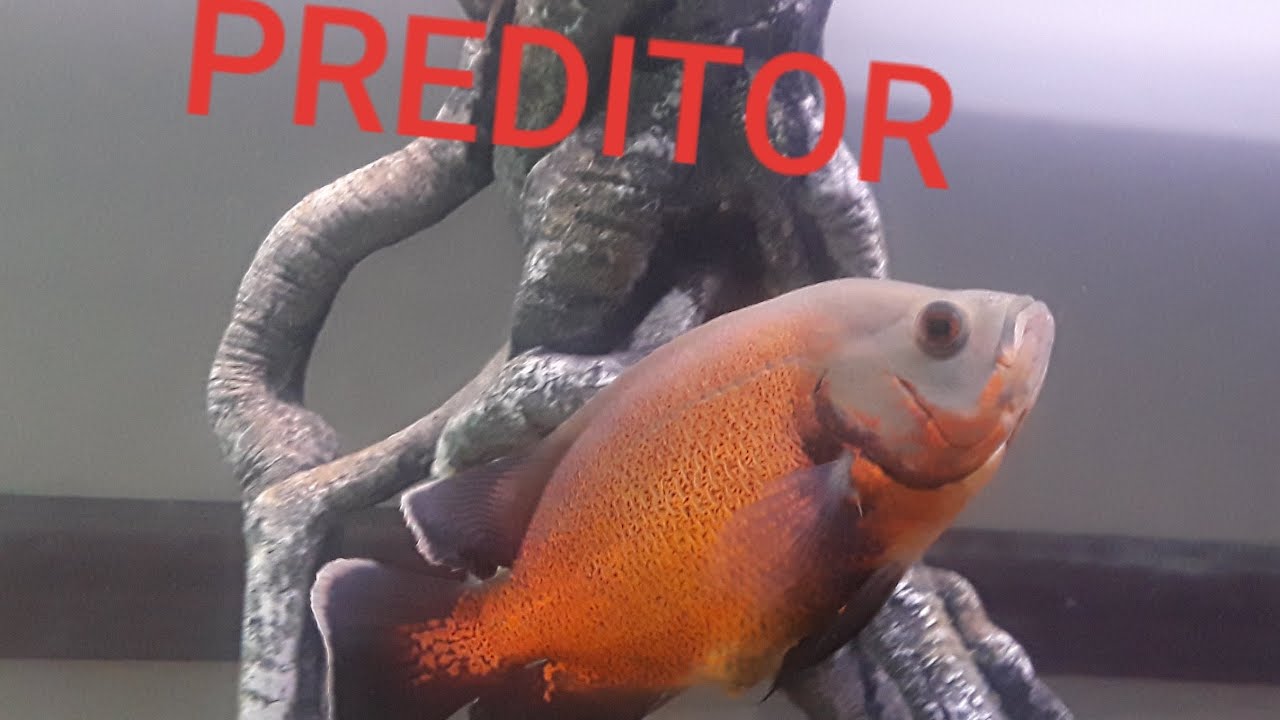 How To Keep Preditory Fish / Beginner's Guide - YouTube
