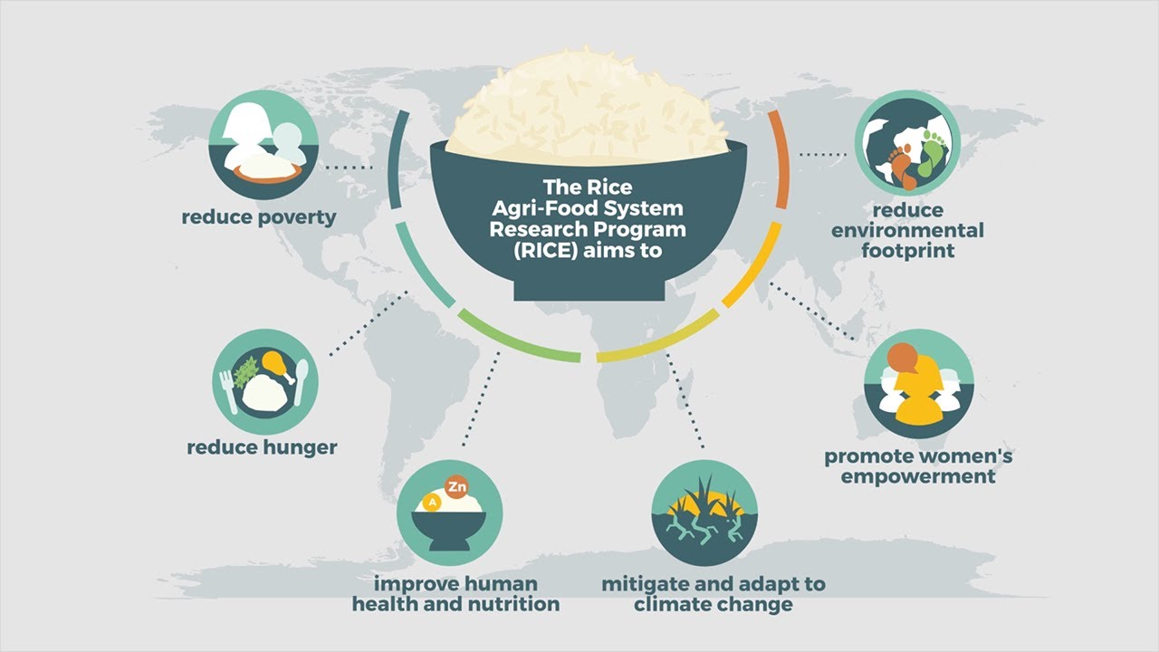 RICE Phase I Achievements and the UN SDGs - YouTube