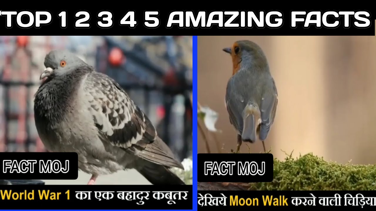 देखिए MOON WALK करने वाली चिड़िया // AMAZING FACTS //By FACT MOJ - YouTube