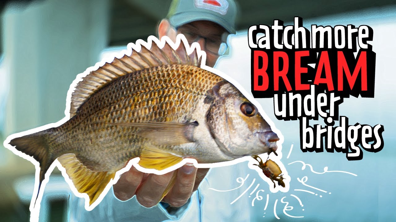 How To Catch More Bream Under Bridges With Crab Lures. - YouTube