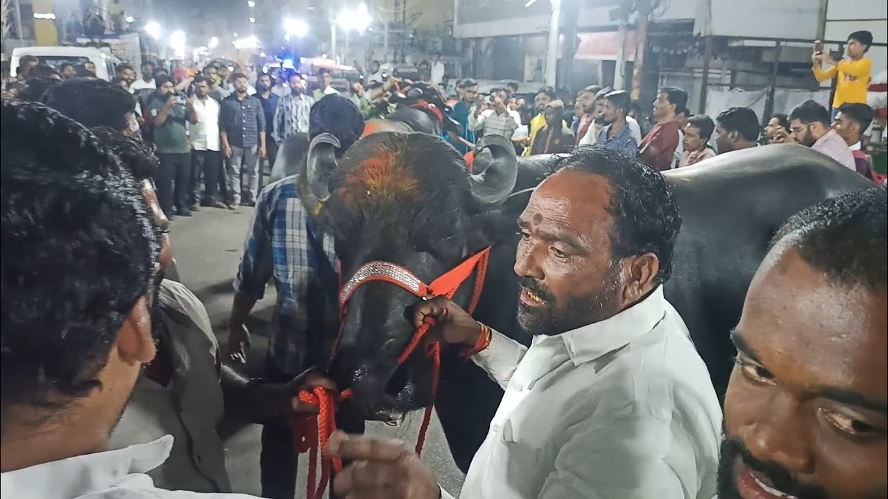Laddu Yadav Sadar 2023 Laddu Yadav Sadar Bull Lifting - YouTube