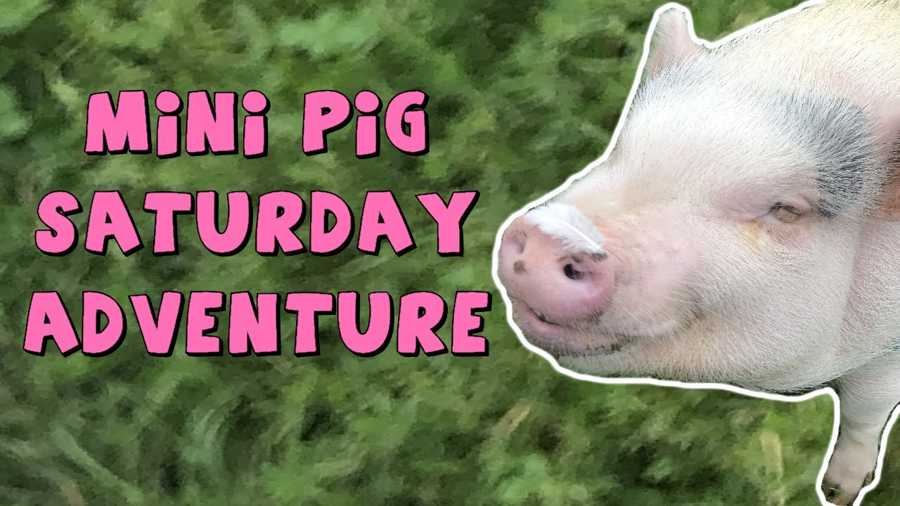 Mini Pig Saturday Adventure - YouTube