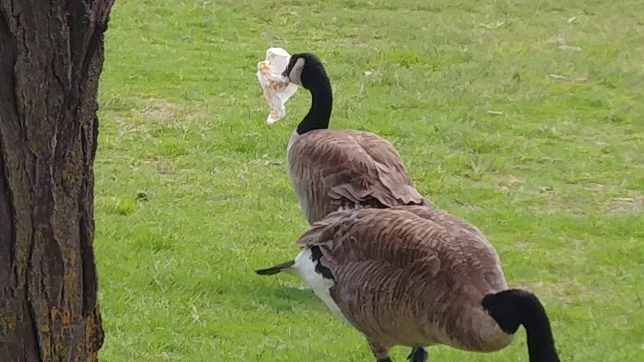 THE AMAZING PAPER THROWING GOOSE - YouTube
