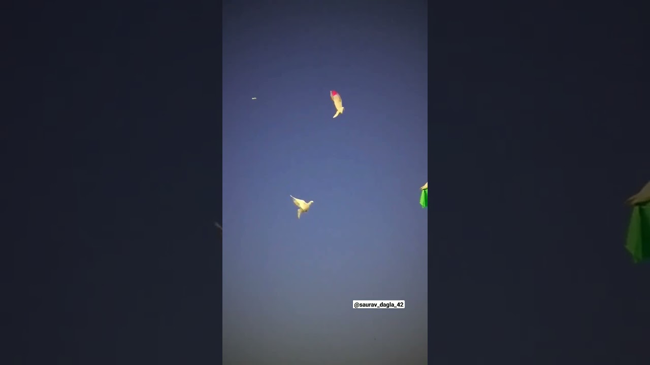 PUNJABI KABUTAR || HIGH FLYING PEGION || RONAK KHATRI VIDEO #kabutar # ...