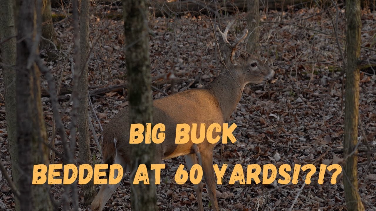 Giant Buck Bedded At 60 Yards!!! | Bowhunting The Rut - YouTube