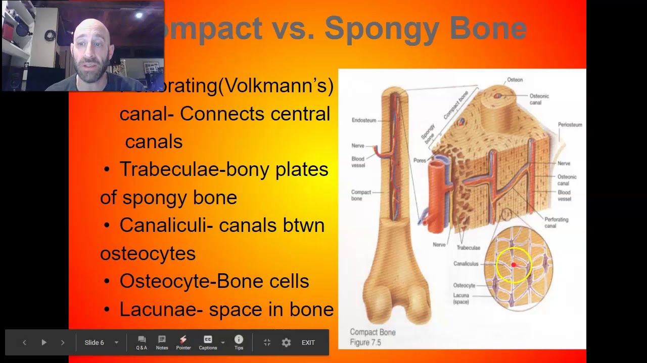 Structure of long bone part 2 - YouTube