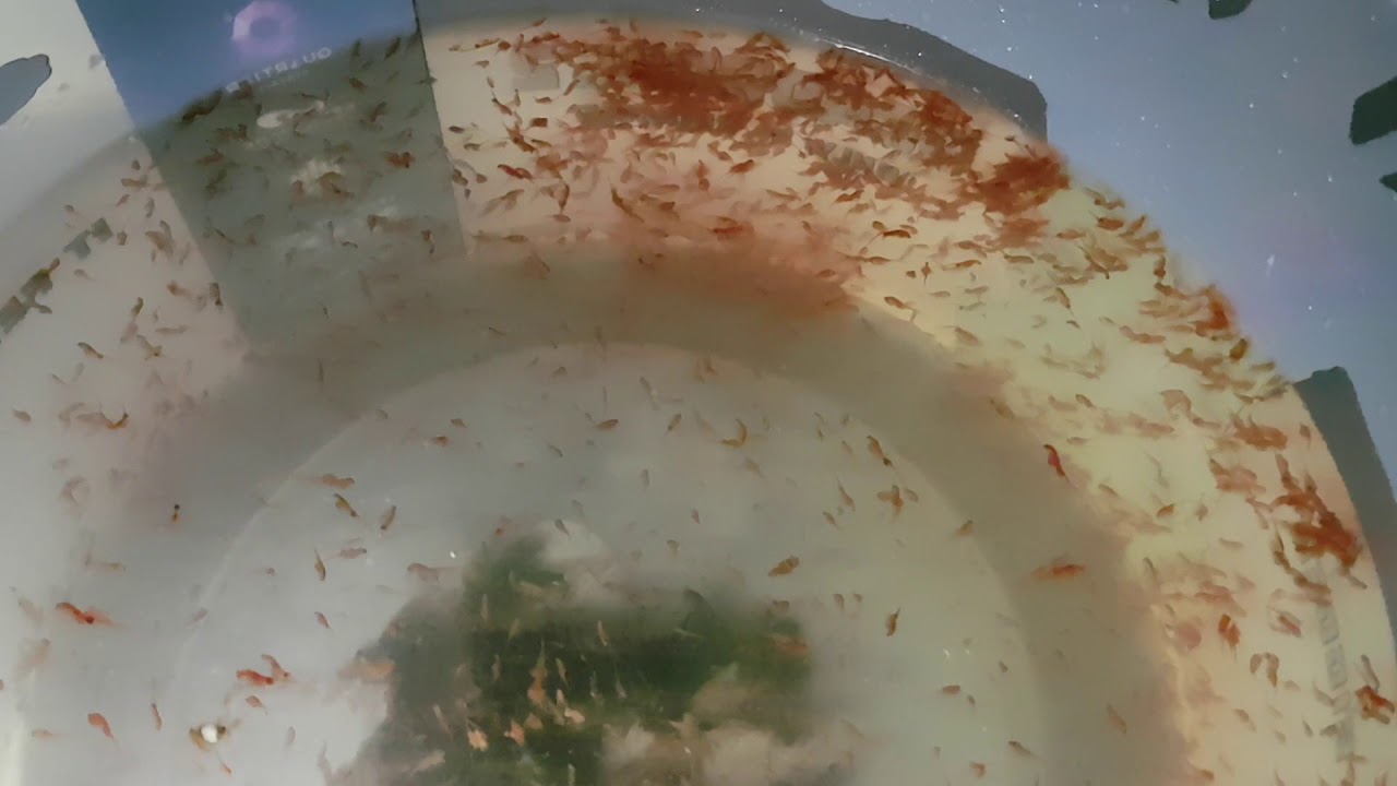 4 Things Needed to Start a Brine Shrimp Culture. Very Simple and Easy ...