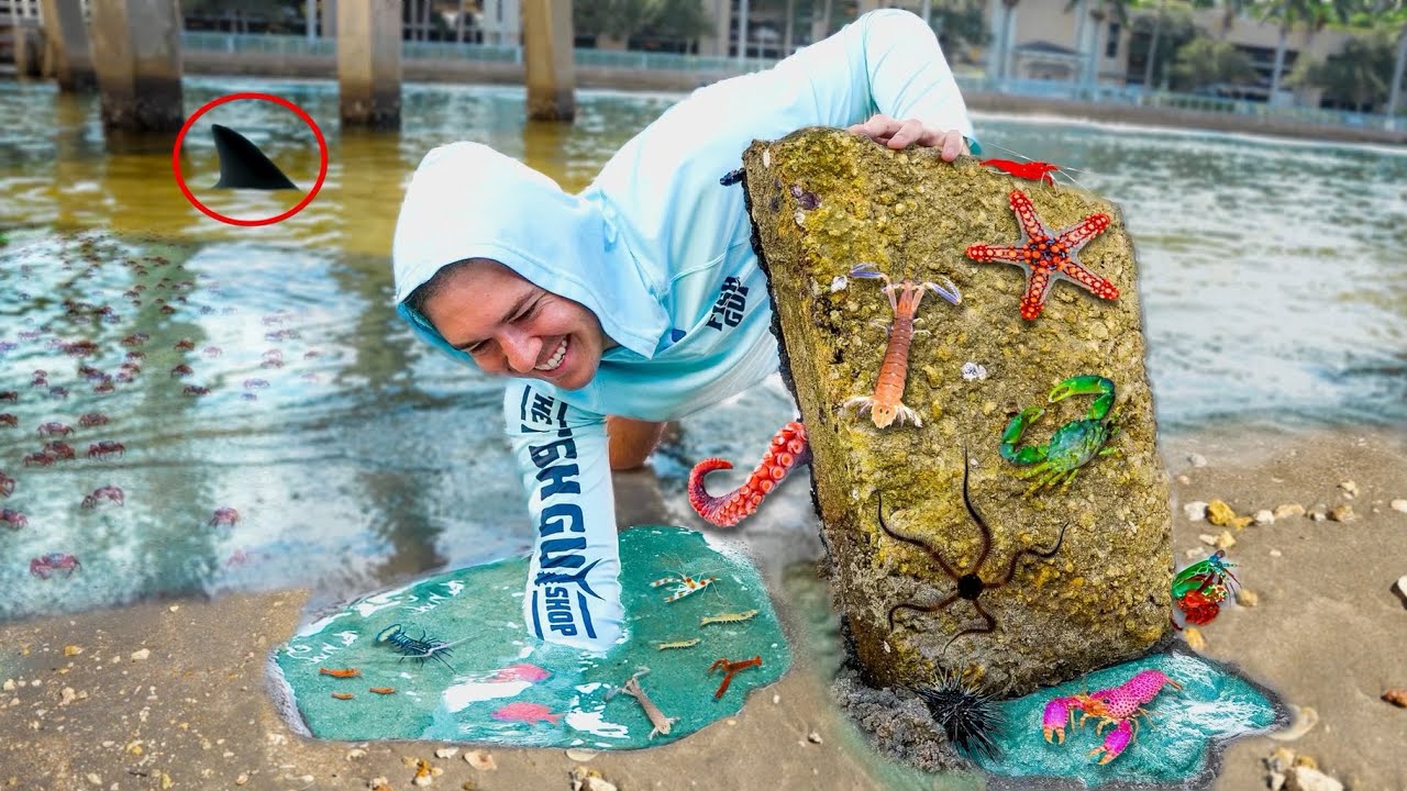 Finding SEA CREATURES Under Beach Rocks For My SALTWATER POND!! - YouTube