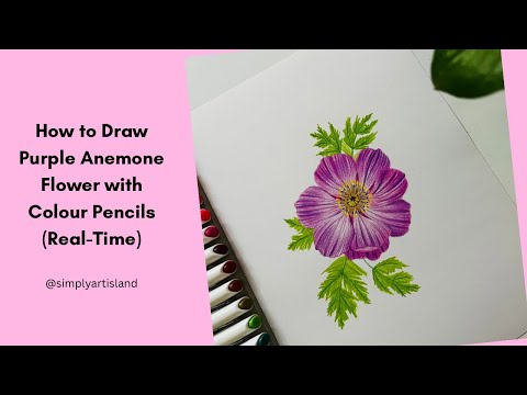 How to Draw a Purple Anemone Flower | Real Time Colour Pencil Drawing ...