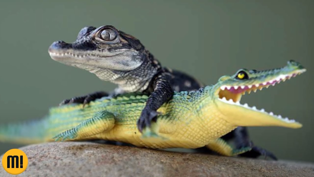 7 filhotes de RÉPTEIS que você precisa ver de perto - YouTube