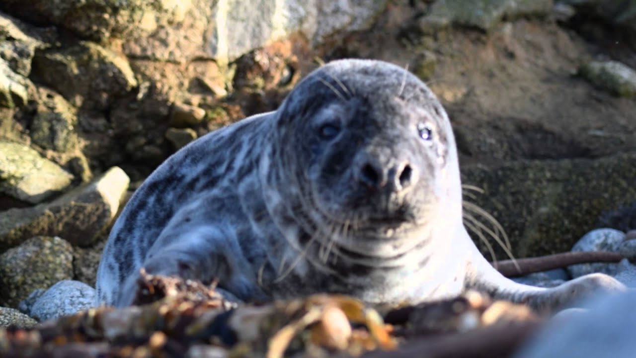 bébé phoque - YouTube