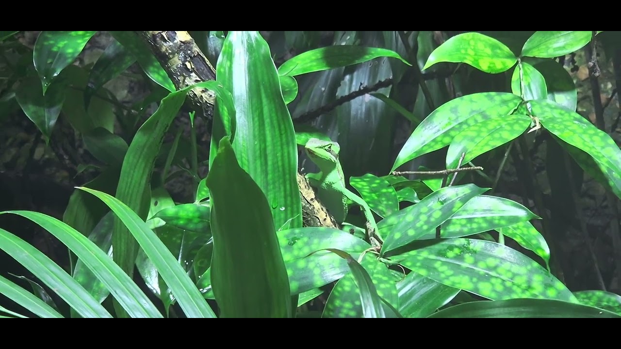 Video I took at Chester zoo of the Eastern Casquehead Iguana - YouTube
