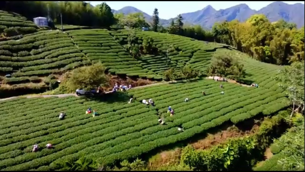Journey Through Taiwan's High Mountain Tea Fields: Visual Tour of ...
