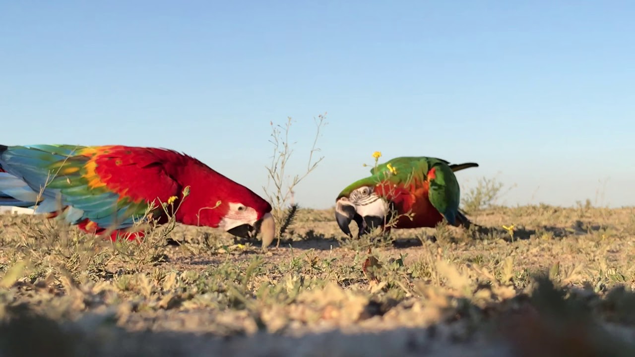 ( Rambo ) Harlequin Macaw, ( Zico ) Ruby Macaw - YouTube