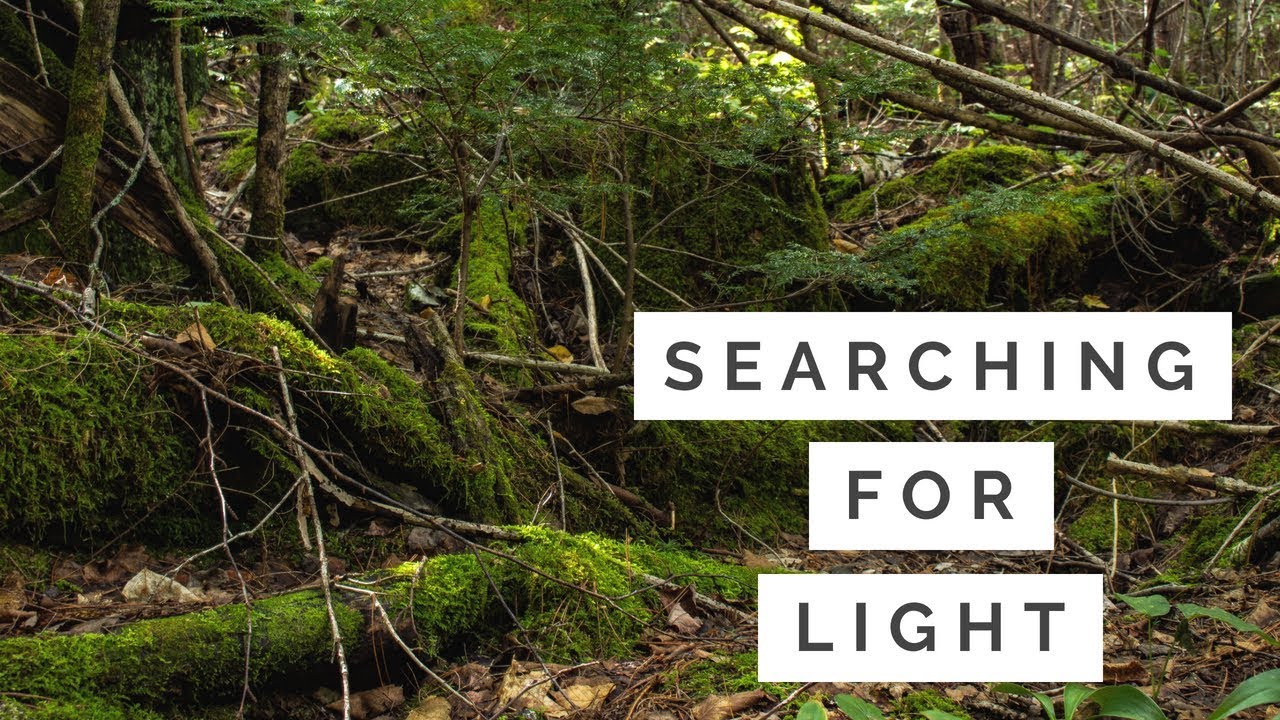 Searching For Light by Nature Bound | Woodland Photography | Nature ...