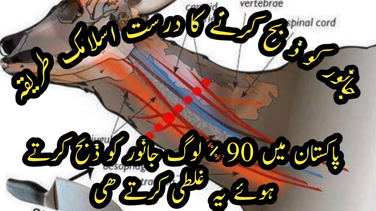 Islamic way of slaughter II How to slaughter cow II Slaughtering Ka ...
