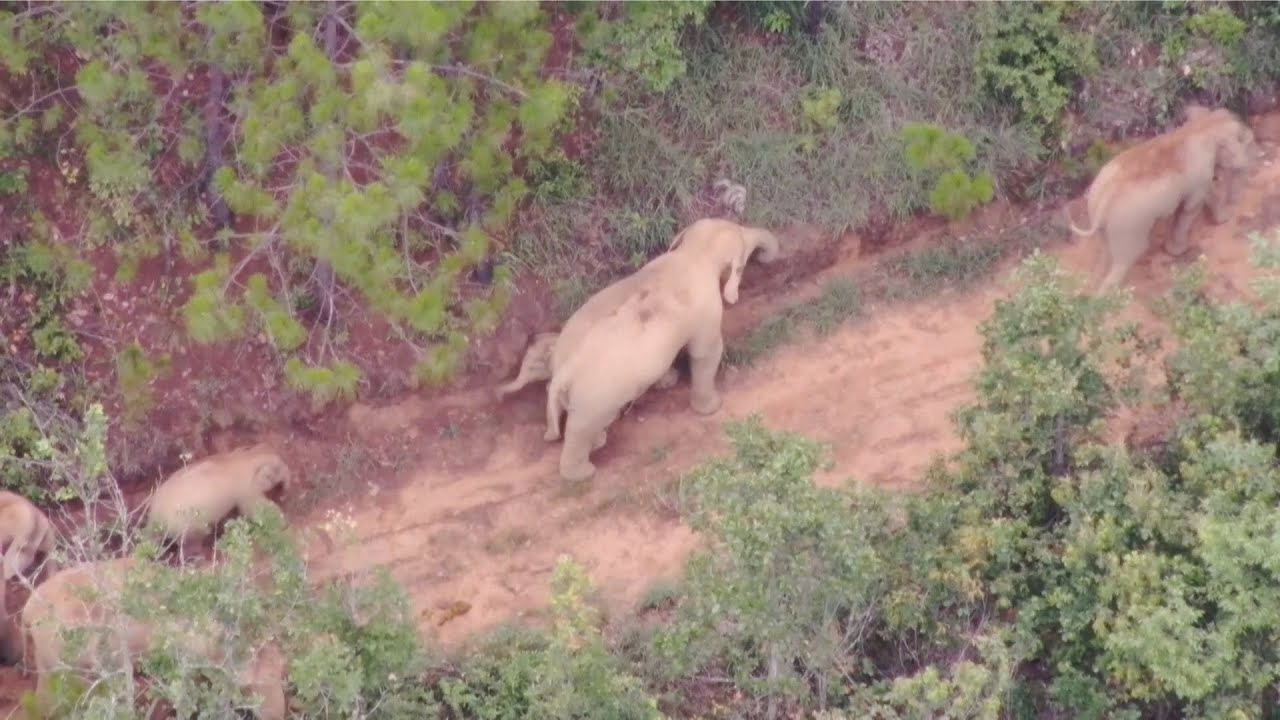 Wandering elephant herd passes under highway overpass in Yunnan - YouTube