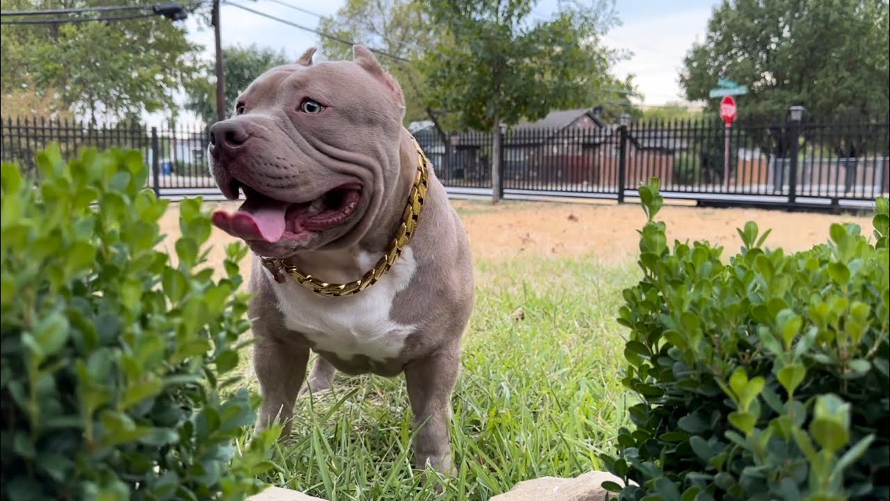 Big Dogs Romania Bolero of Texas Bullpen 6.5 Months old update - YouTube