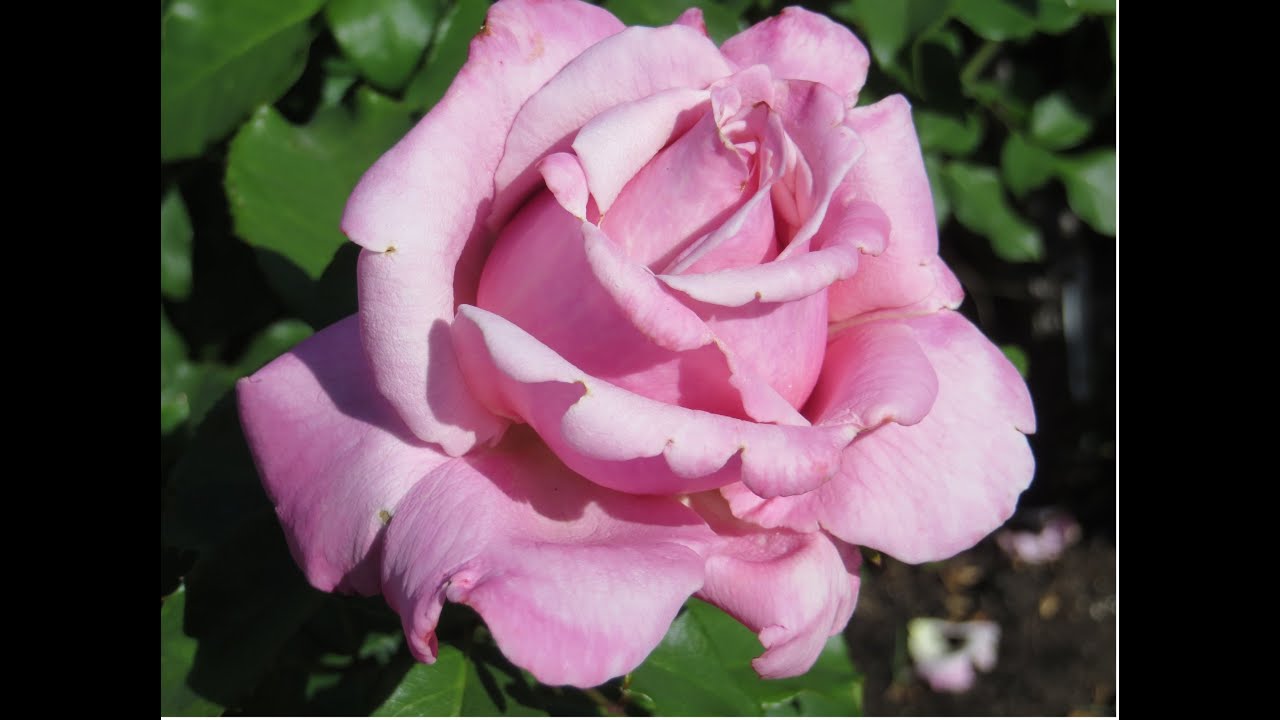 TP1 Anatomy of A Hug - YouTube