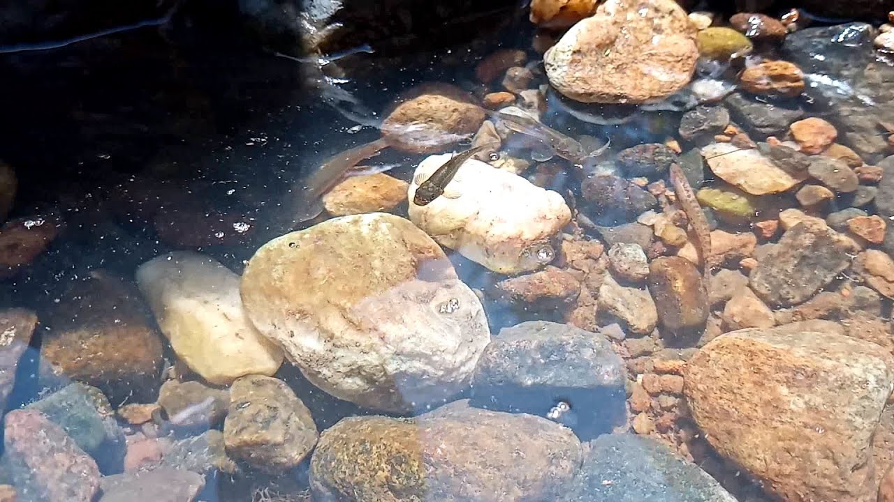 Eel fish releas into river/ Srilankan 🇱🇰 eel fish/ Beautiful river ...