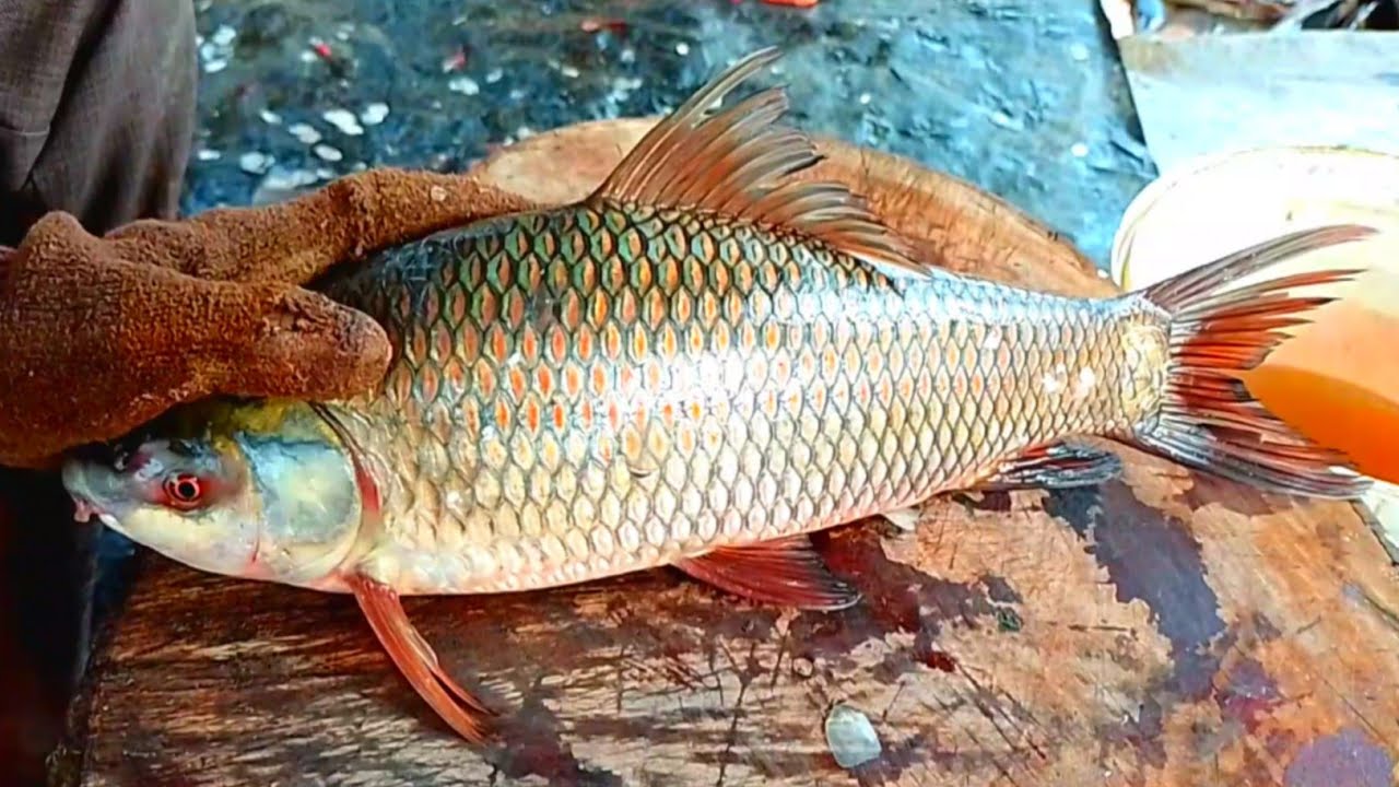 Big Rui Fish Cutting Skills|| Rui Fish Fast Cutting ...