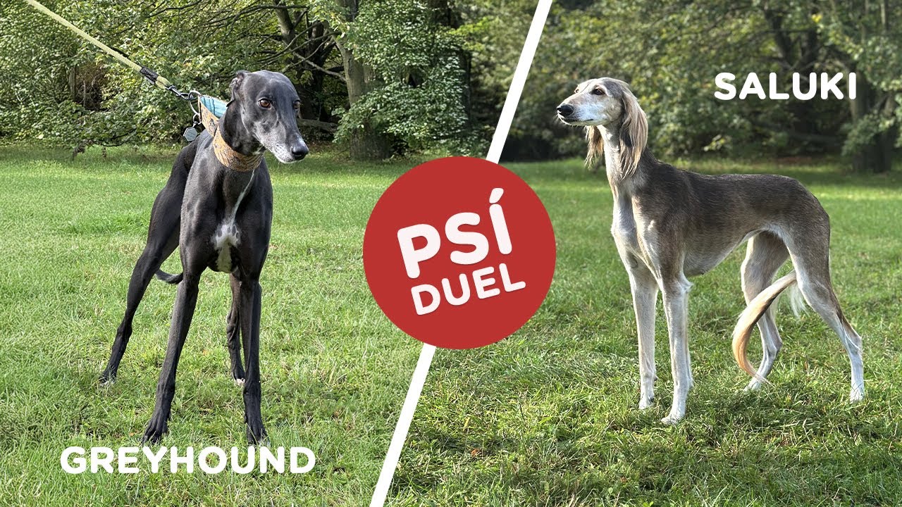 🐶 Psí duel - Greyhound vs Saluki - Tlapka TV - YouTube