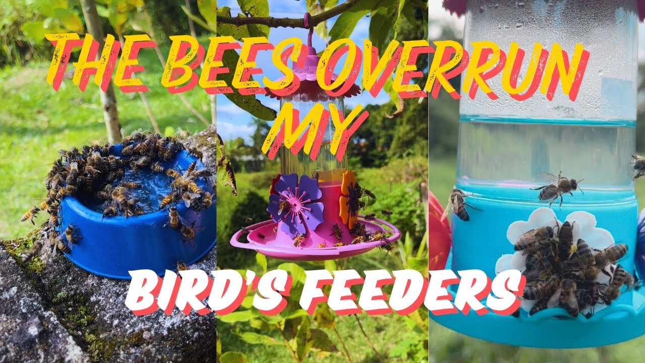 The bees have overrun my bird’s feeder 🫢 - YouTube