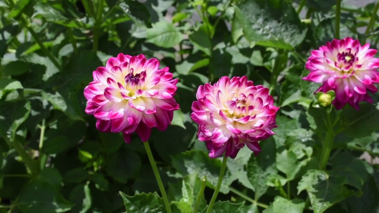 I Know This Rose Will Open - Performed by Scott DeVeaux - YouTube