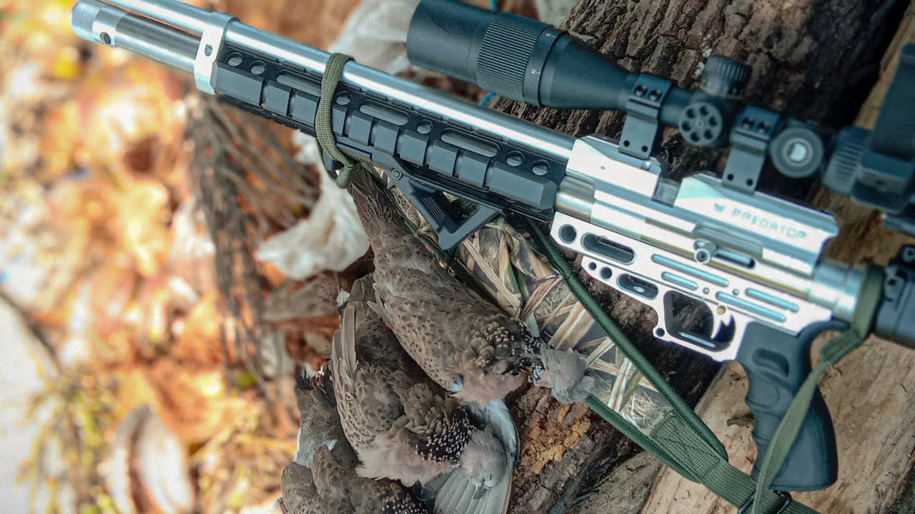 Unit Predator Titanium ‼️ Berburu Tekukur Bonus Biawak 🔥🔥 - YouTube