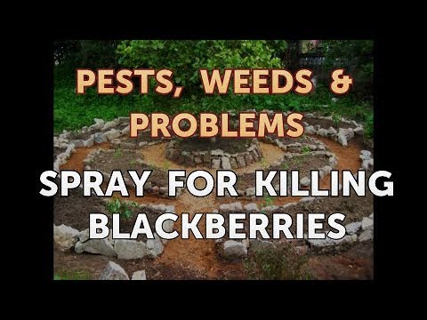 Spray for Killing Blackberries - YouTube
