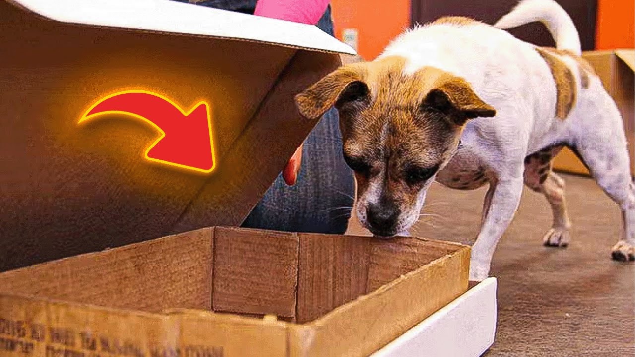 Rescue Dog Looks Inside a Box and Instantly Knows Something Is Wrong ...