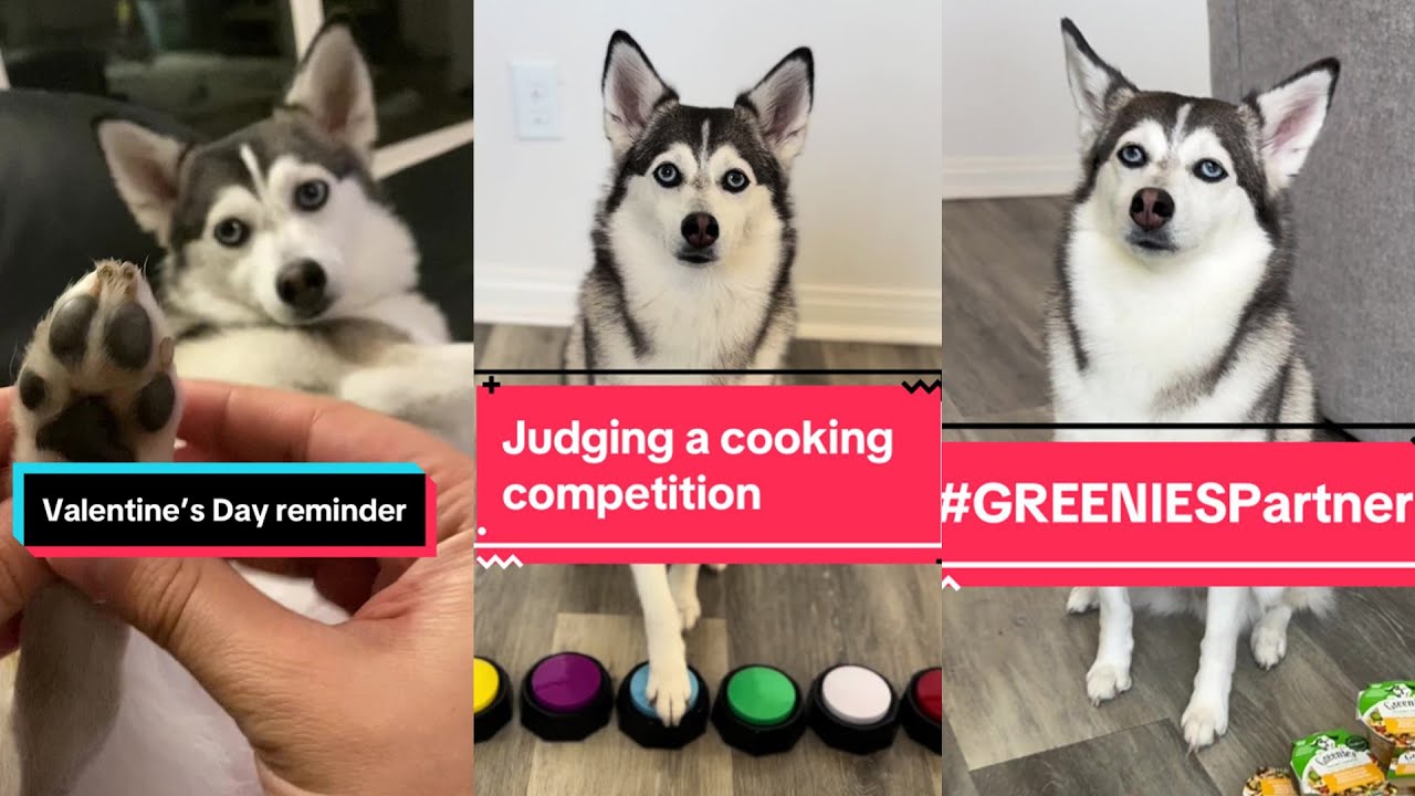 Sapphie the Pomsky New Shorts 2024 - Best of Sapphie the Pomsky Videos Compilation - YouTube