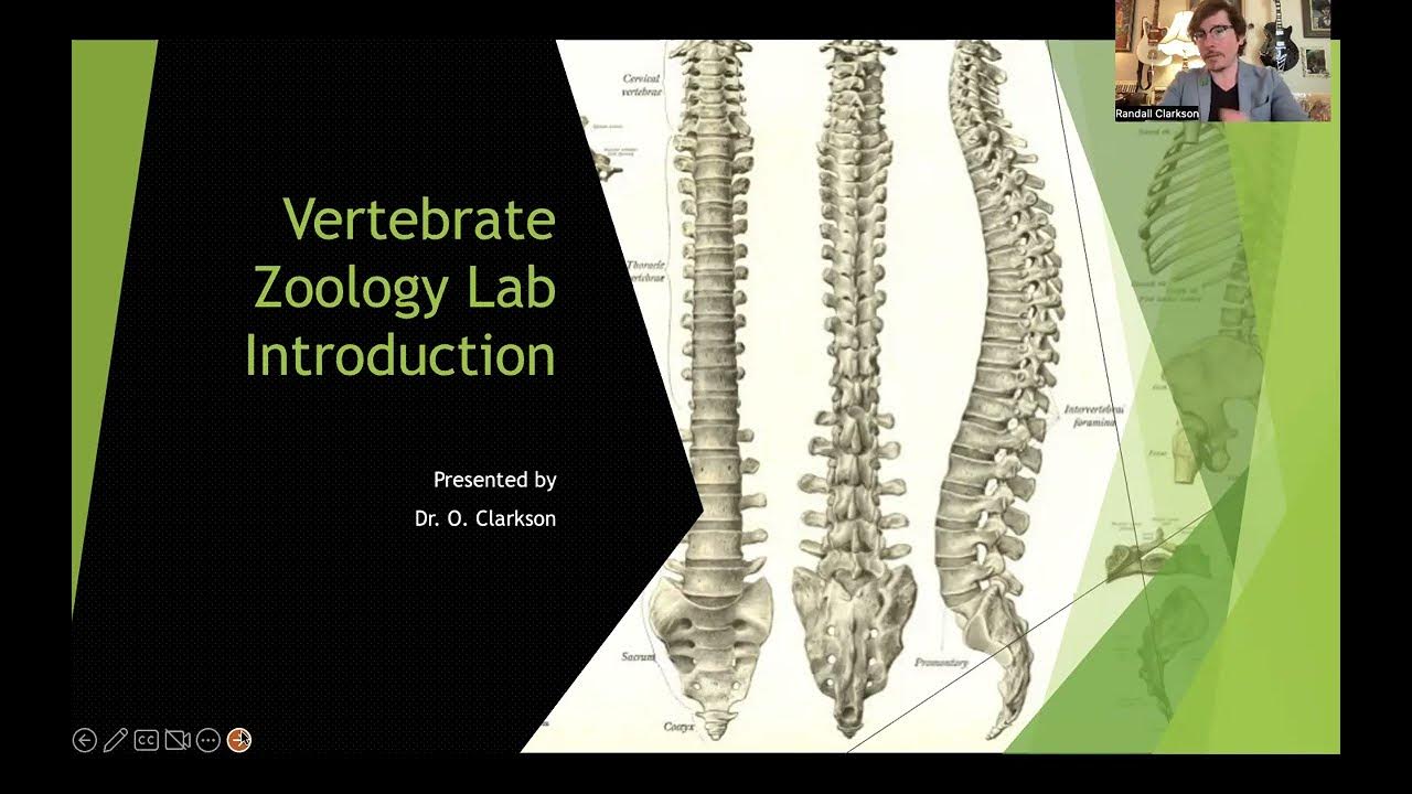 Vertebrate Zoology Intro Part 1 - YouTube